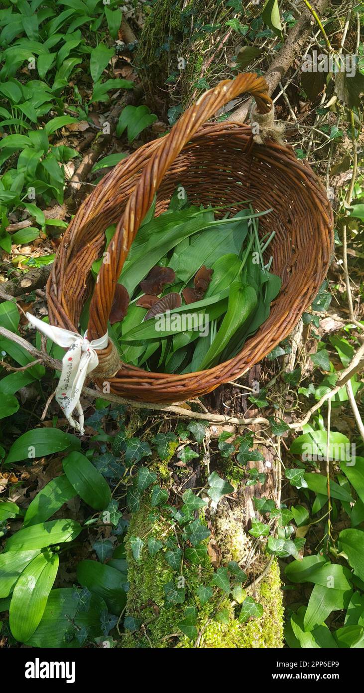 Wood ear, mu-err mushrooms and wild garlic in basket Stock Photo - Alamy