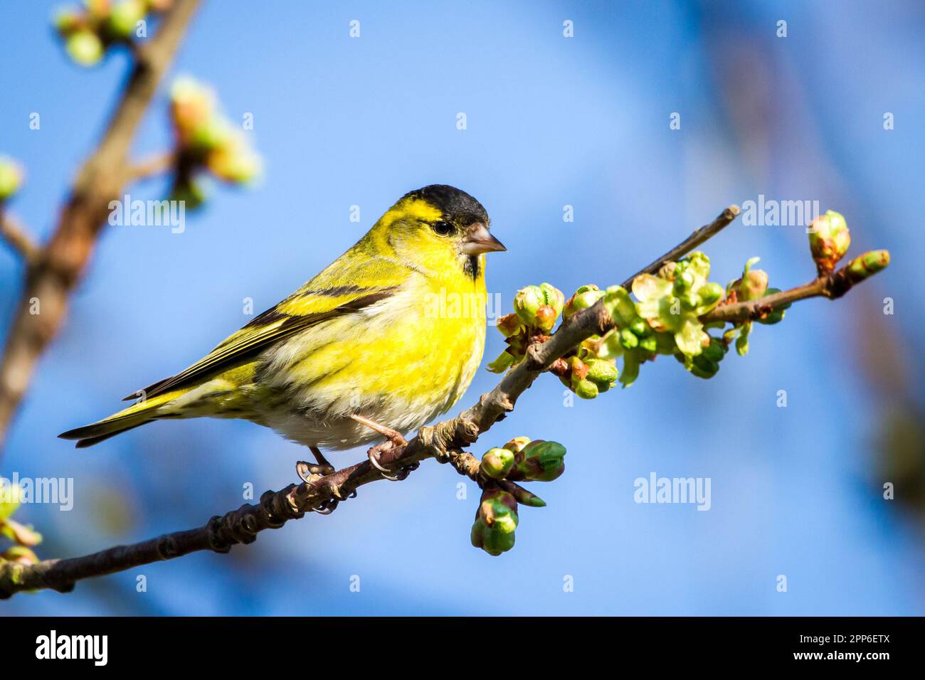 Male siskin, black-headed goldfinch (Spinus spinus Stock Photo - Alamy