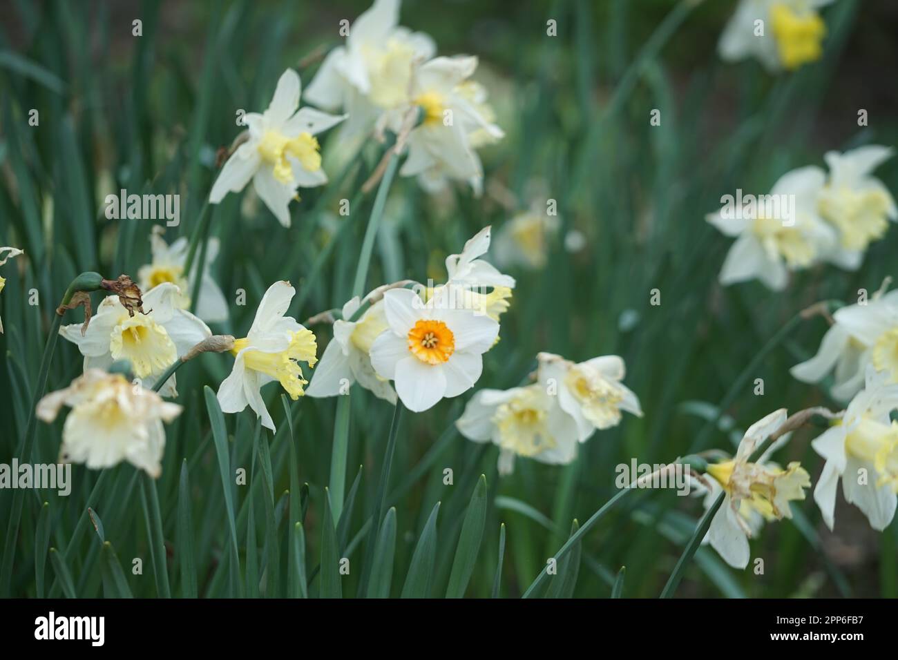 different varieties of daffodils Stock Photo - Alamy