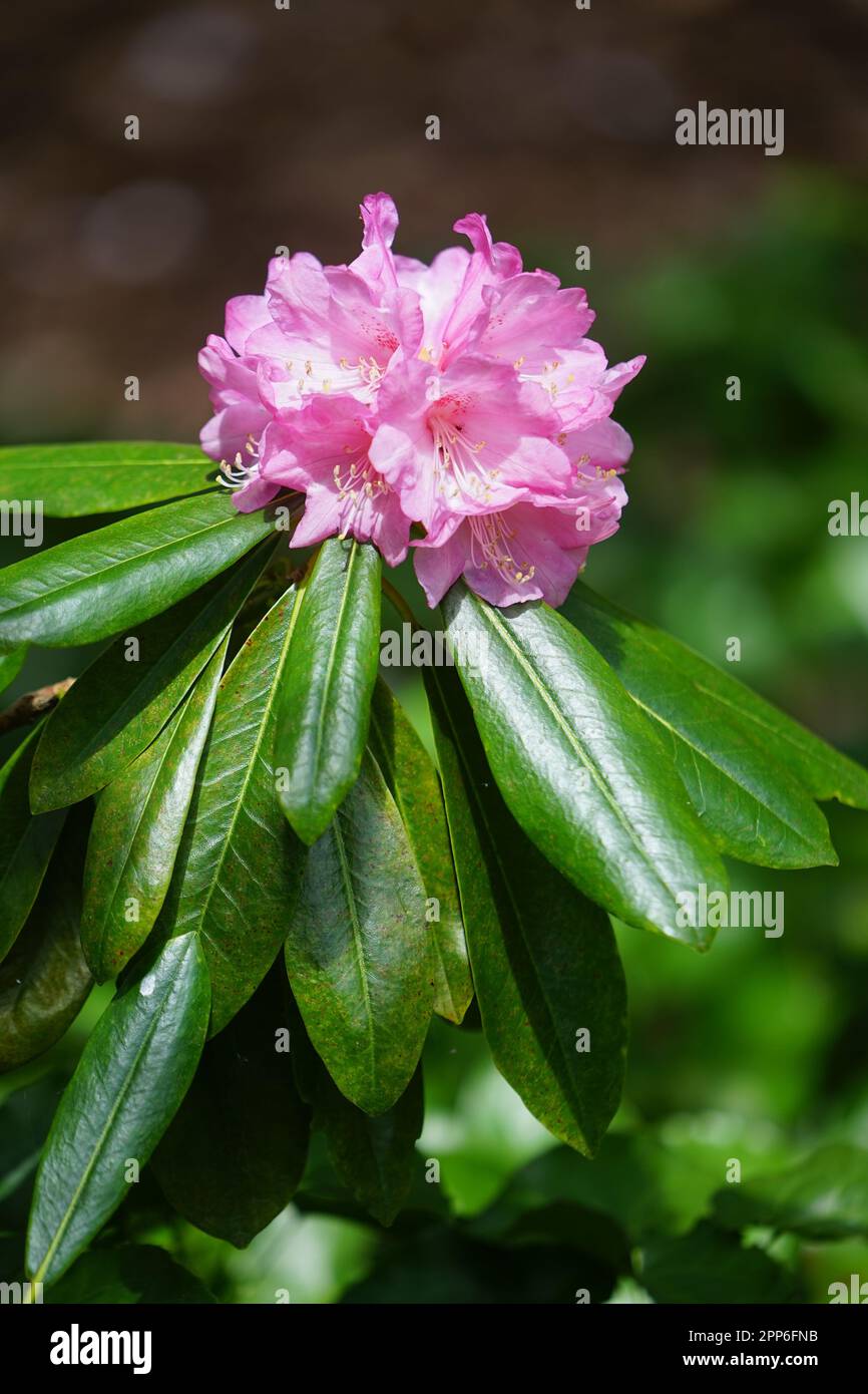 Sunlight azaleas hi-res stock photography and images - Alamy