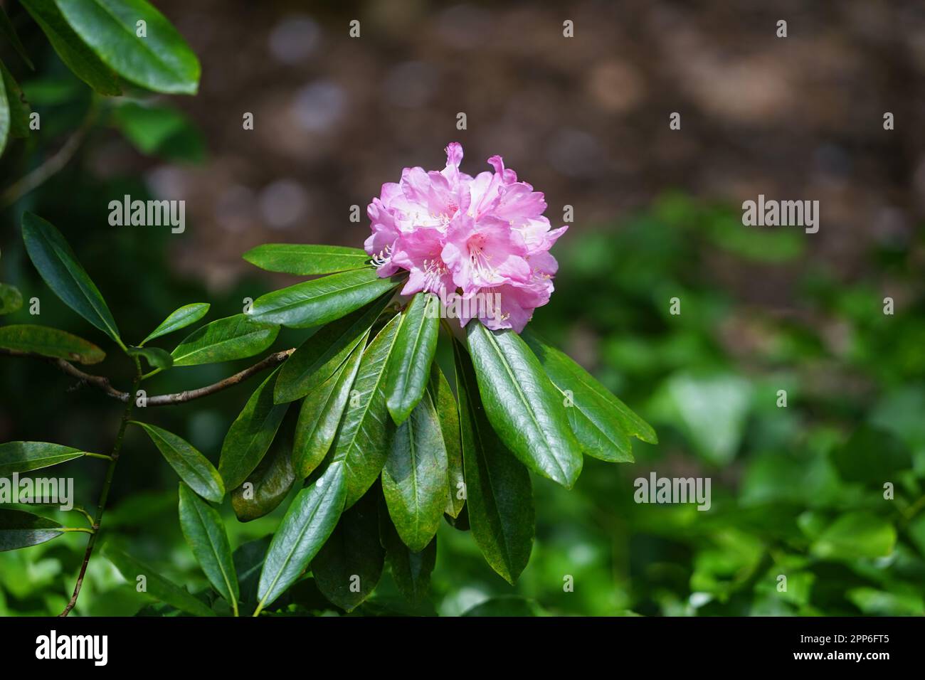 Pink azaleas bloom in spring Stock Photo - Alamy