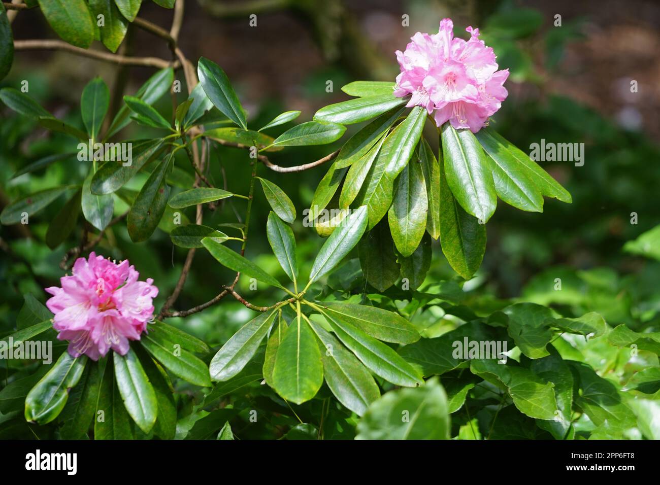 Pink azaleas bloom in spring Stock Photo - Alamy