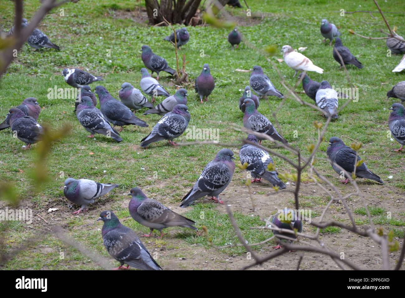 A flock of pigeons in the park. Feeding pigeons. Pigeons peck on the ...