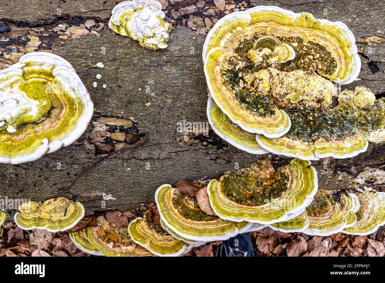 Top perspective of Bracket fungus or Polypore fungus on fallen old tree ...
