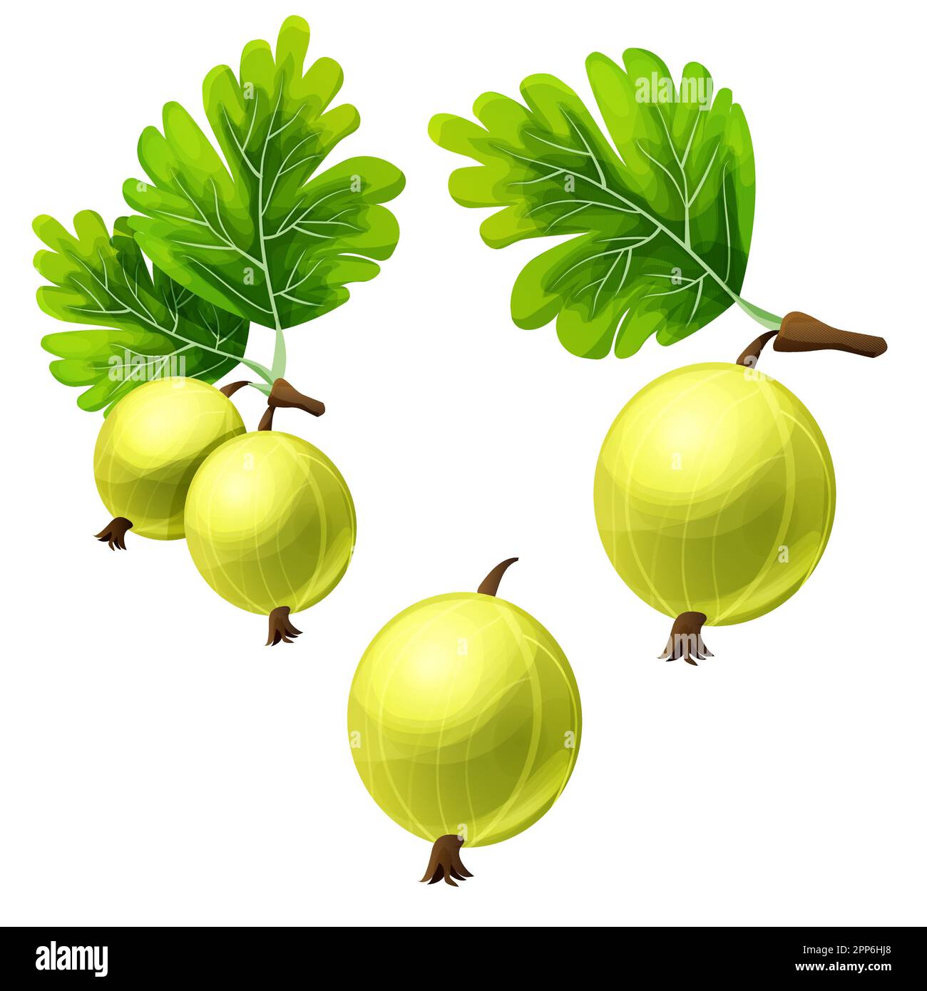 Set Gooseberry juicy plant in cartoon style isolated on white ...