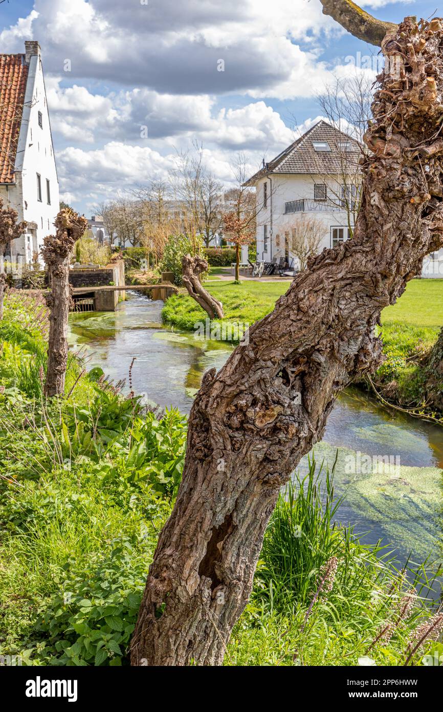 Thick trunk of pollard willow tree, Thornerbeek stream and old ...