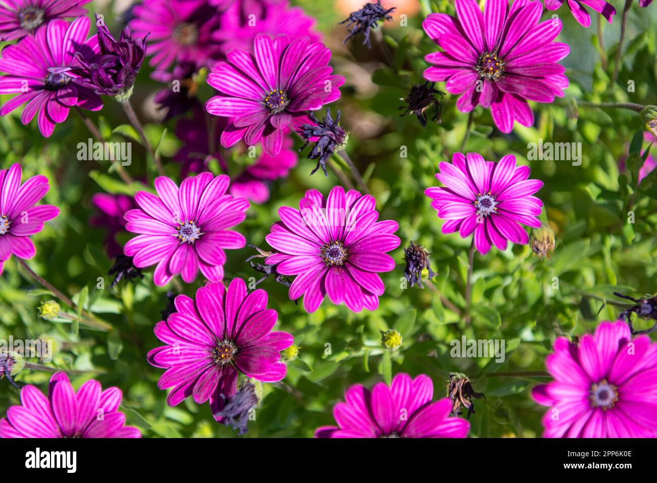 daisy flower nature background. daisy flower background pink color ...