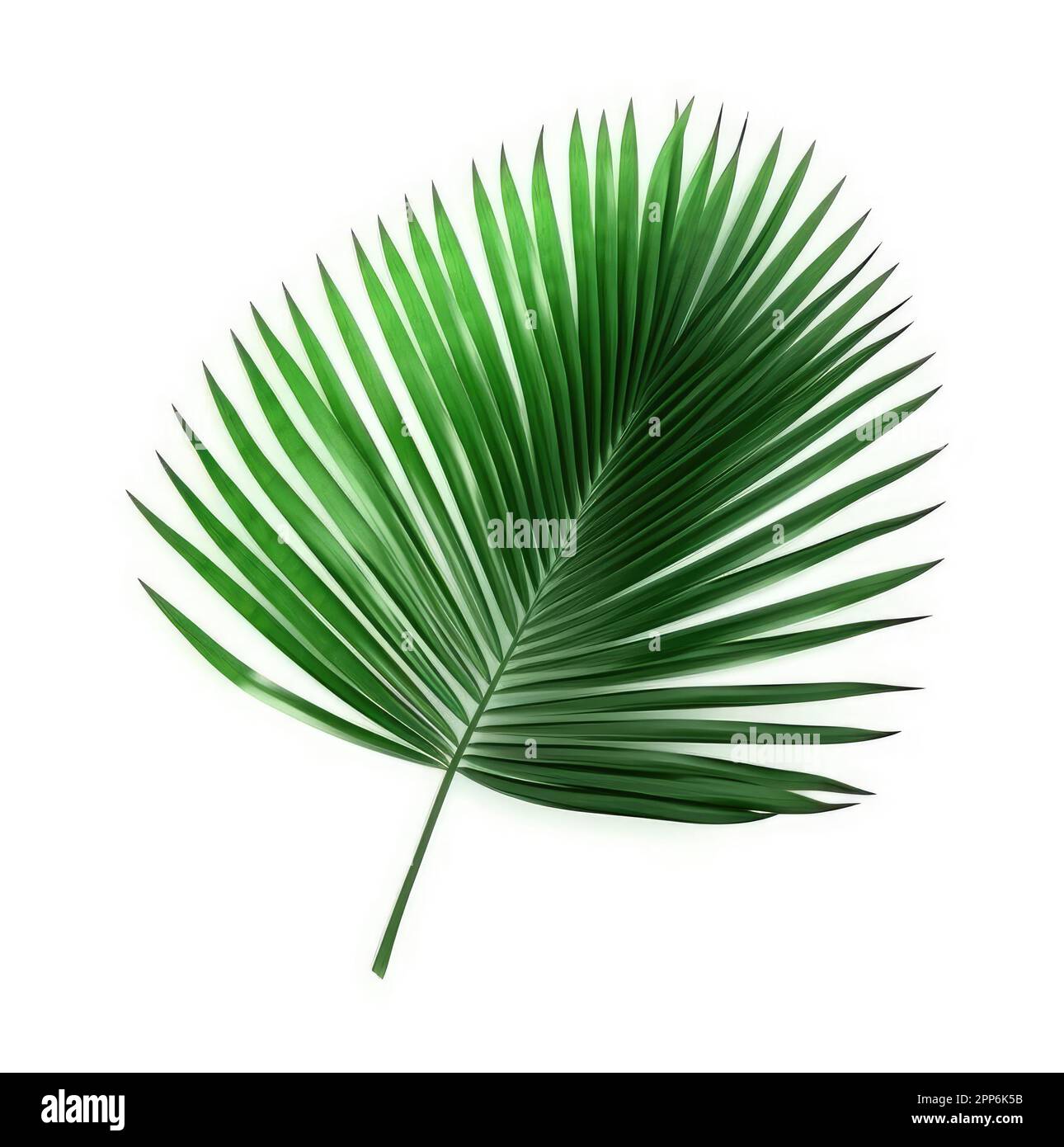 Palm tree leaves bend Cut Out Stock Images & Pictures - Alamy