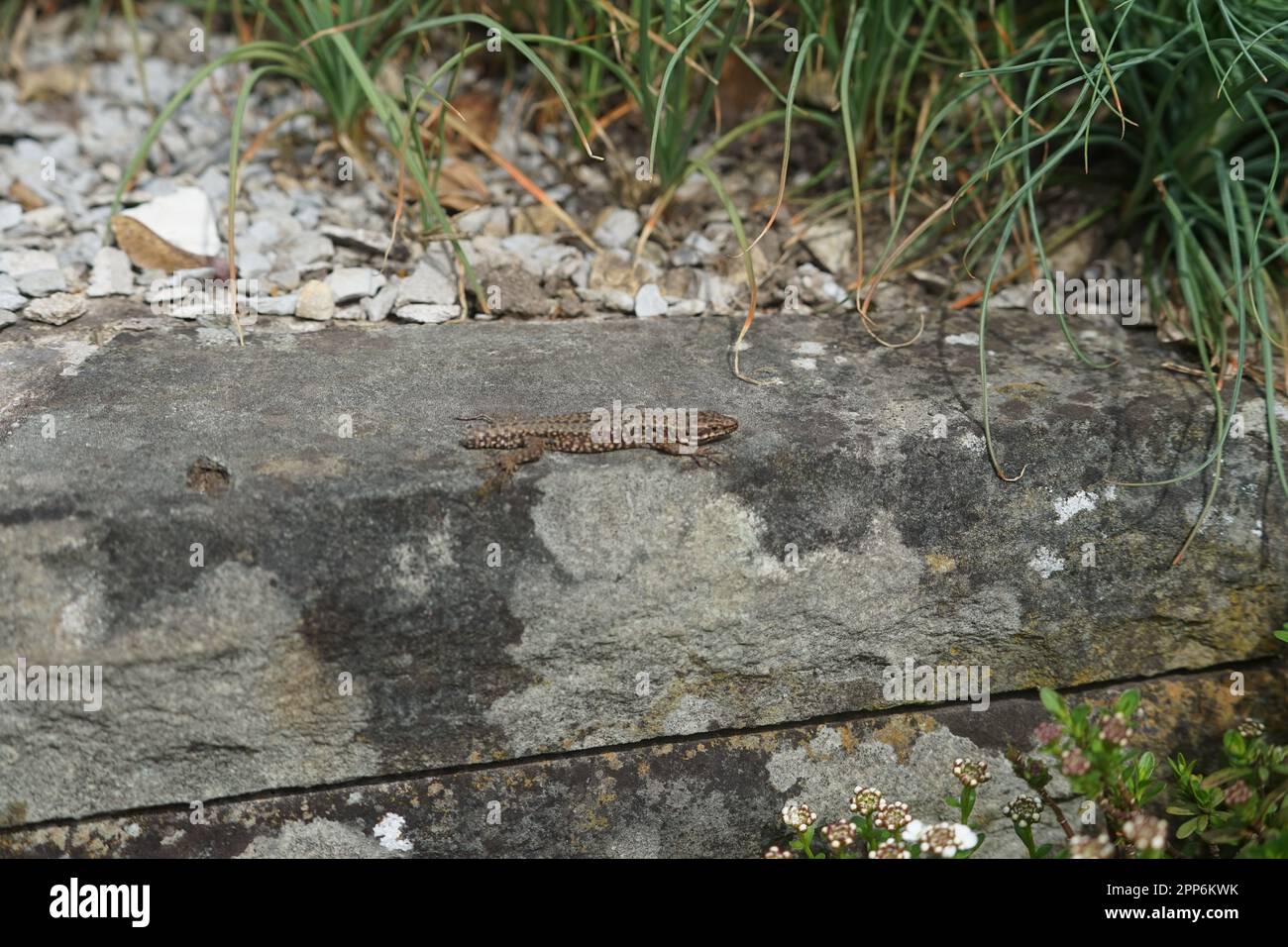 lizard on a wall,a lizard in spring sunbathes on a wall Stock Photo - Alamy
