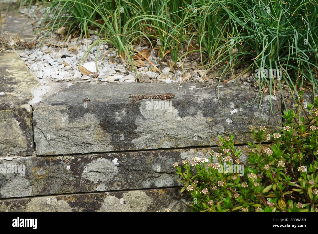 lizard on a wall,a lizard in spring sunbathes on a wall Stock Photo - Alamy