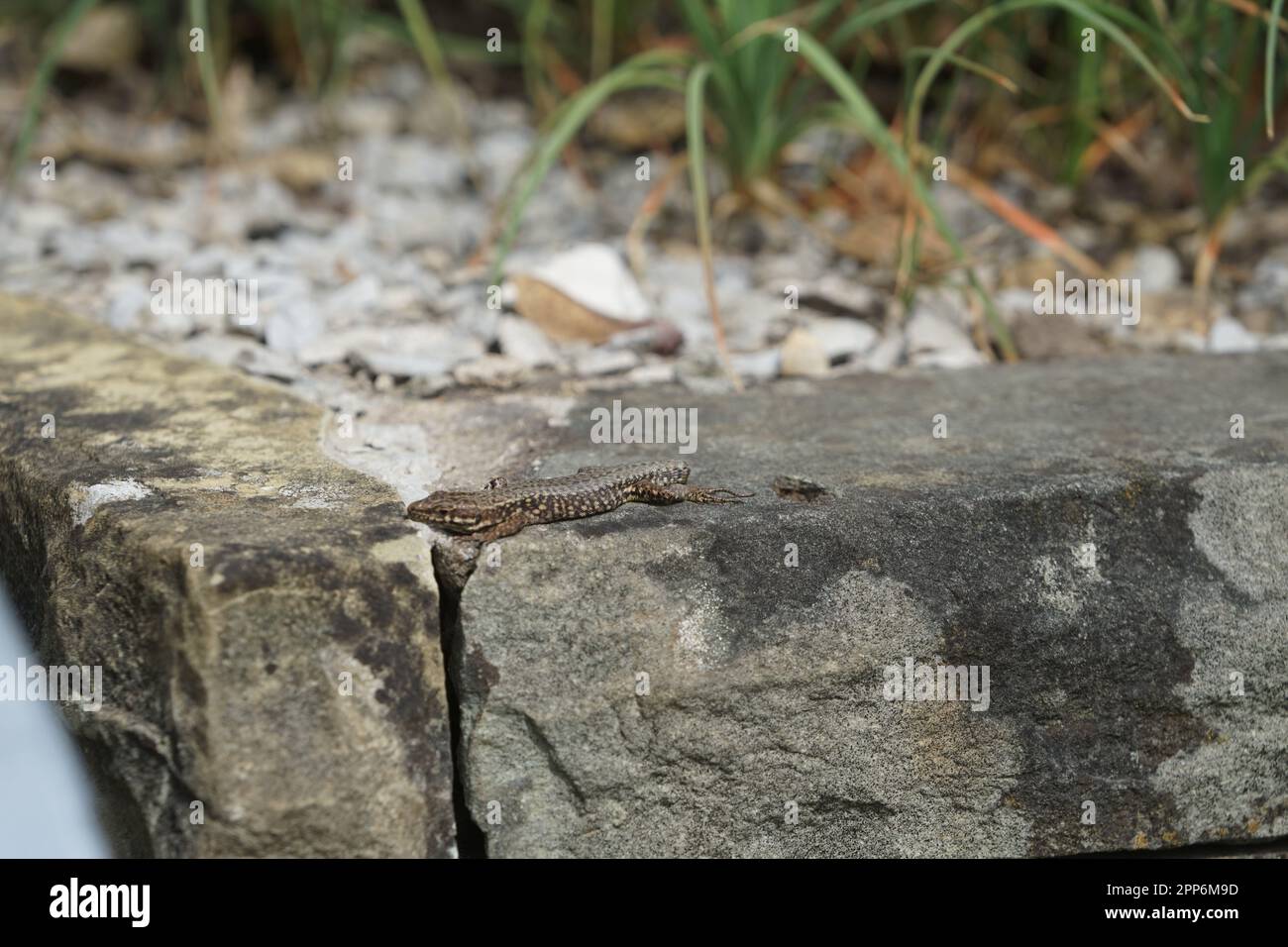lizard on a wall,a lizard in spring sunbathes on a wall Stock Photo - Alamy