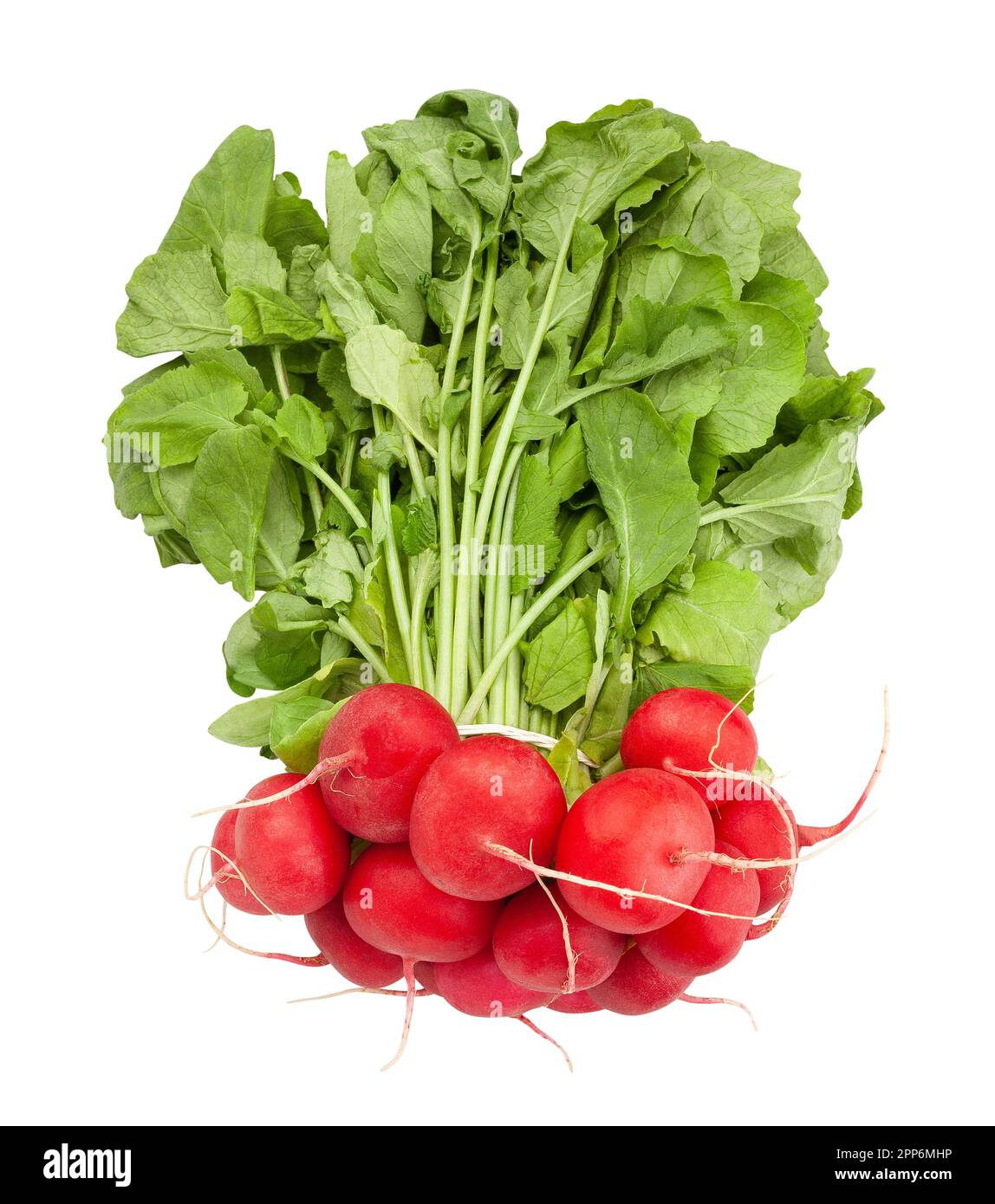 radish path isolated on white Stock Photo - Alamy