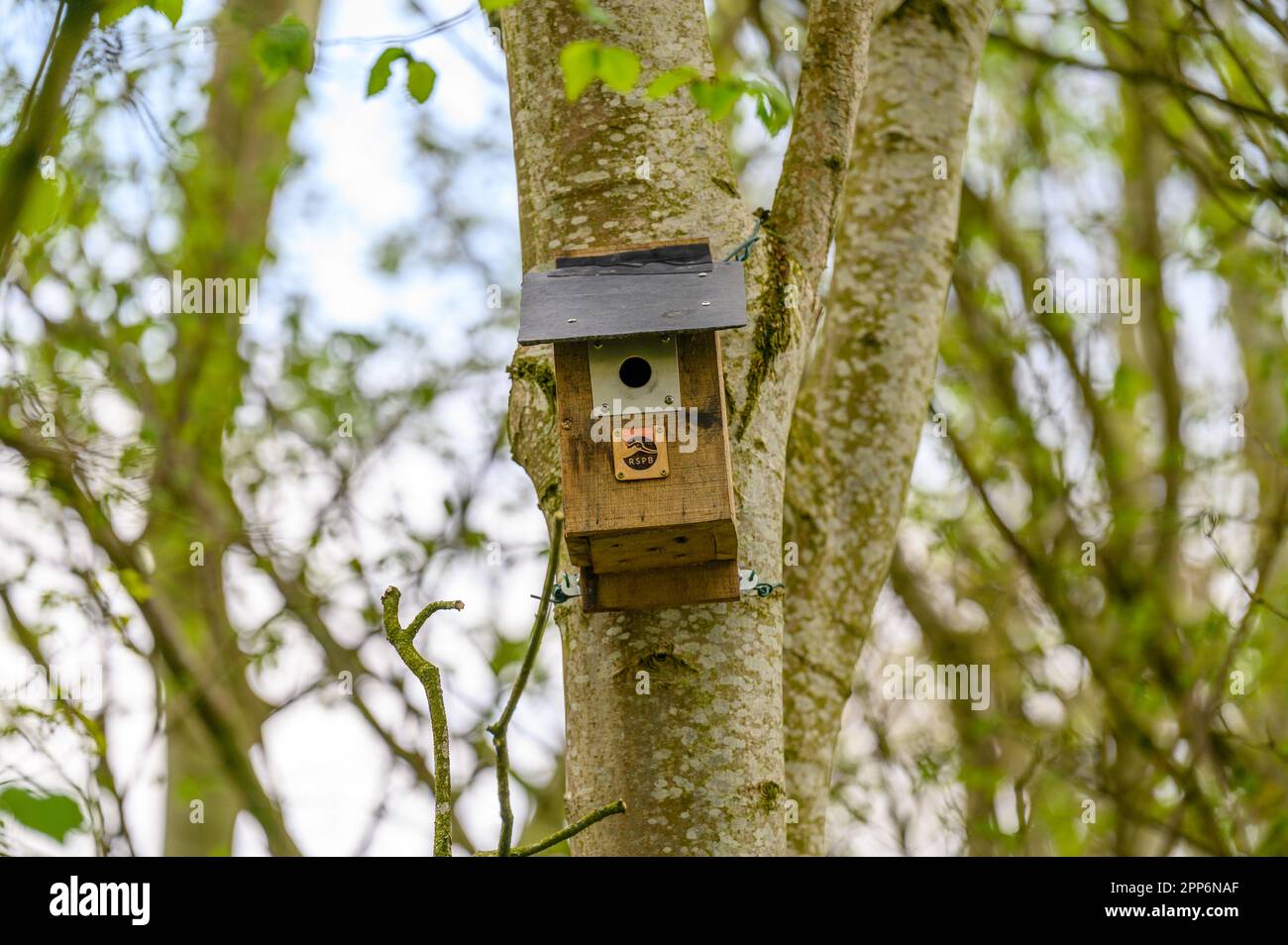 Wooden nest boxes on trees in a council run nature reserve to encourage ...