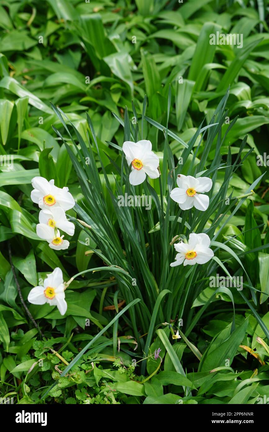different varieties of daffodils Stock Photo - Alamy