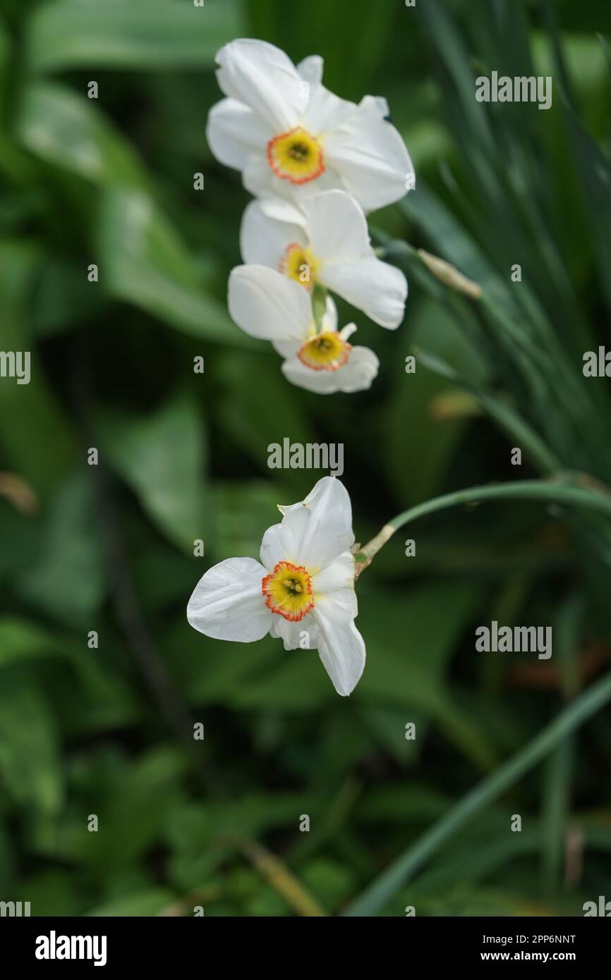 different varieties of daffodils Stock Photo - Alamy
