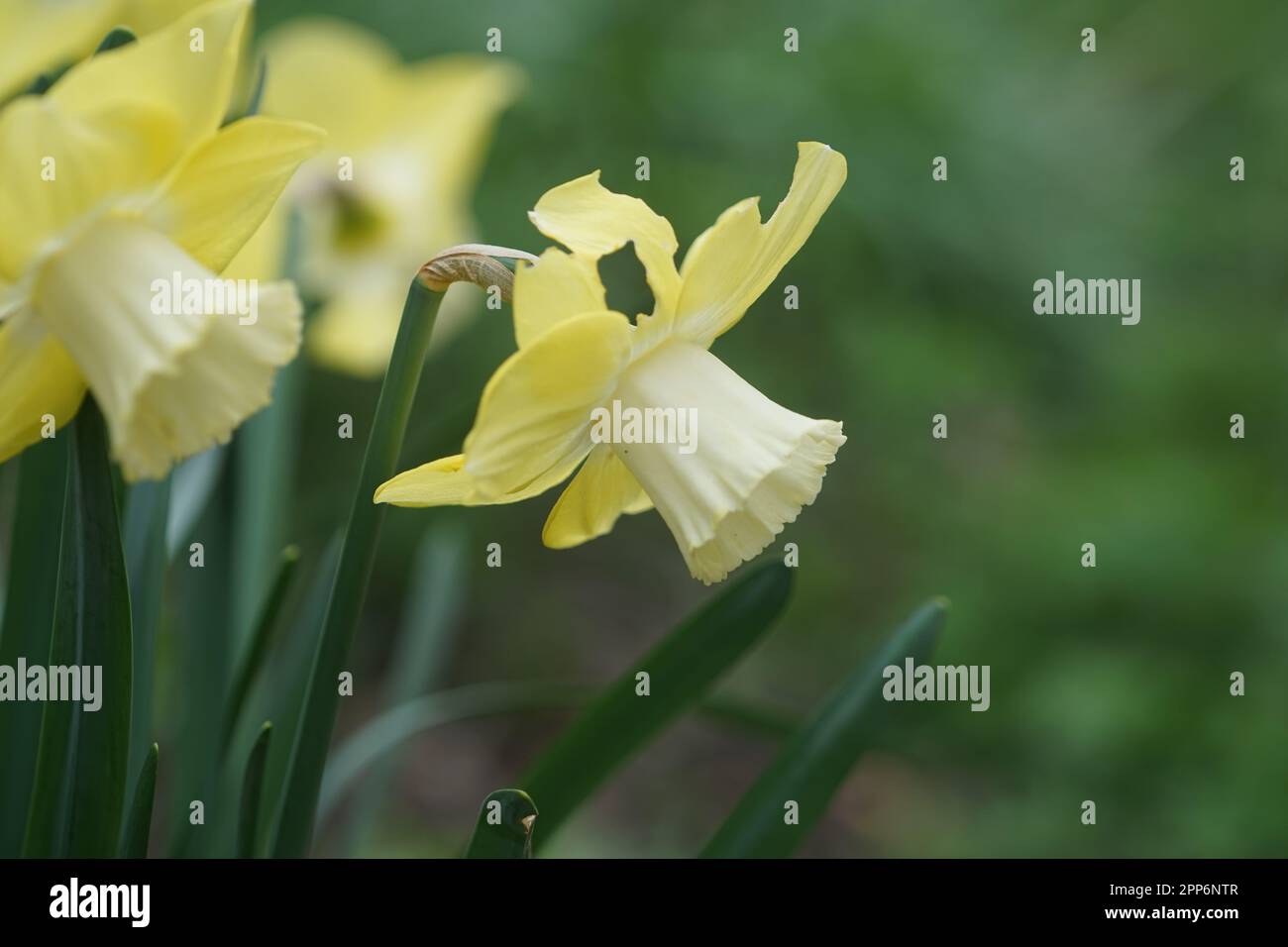 Different varieties of daffodils whith orange hi-res stock photography ...