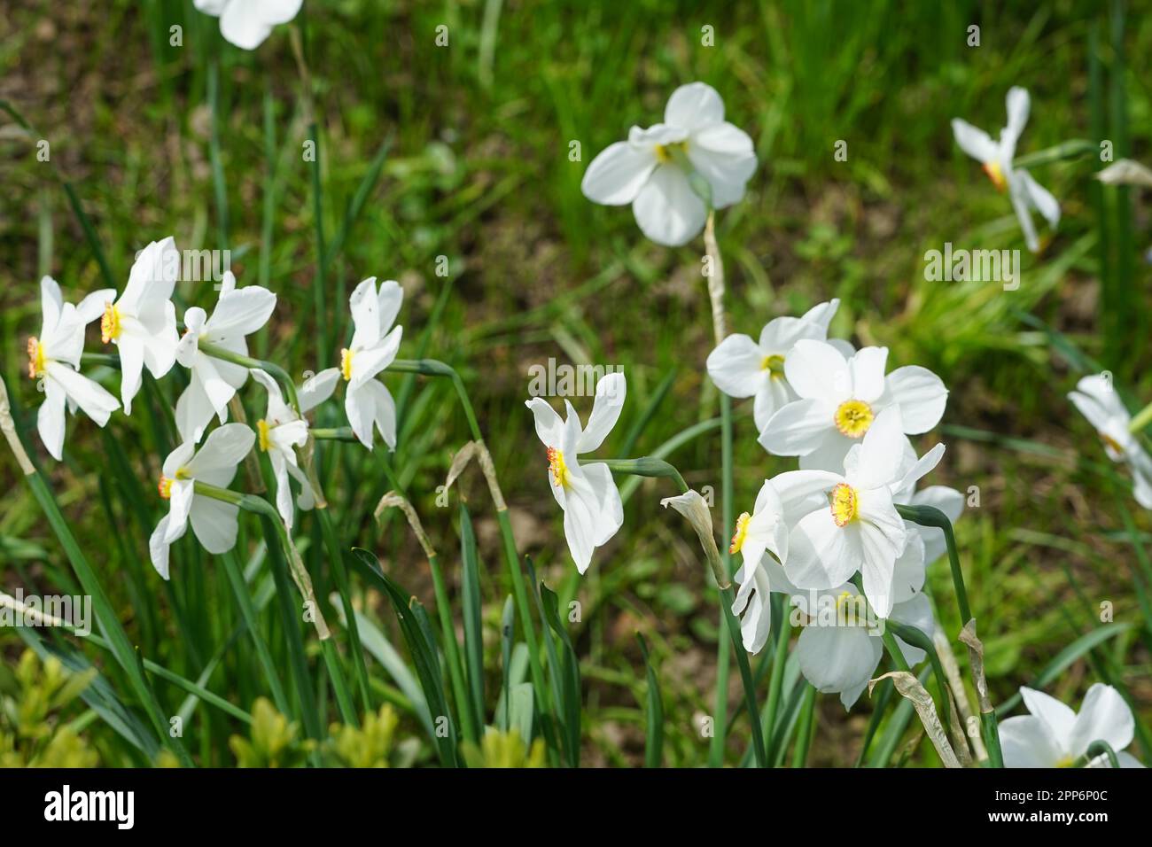 White affodil hi-res stock photography and images - Alamy