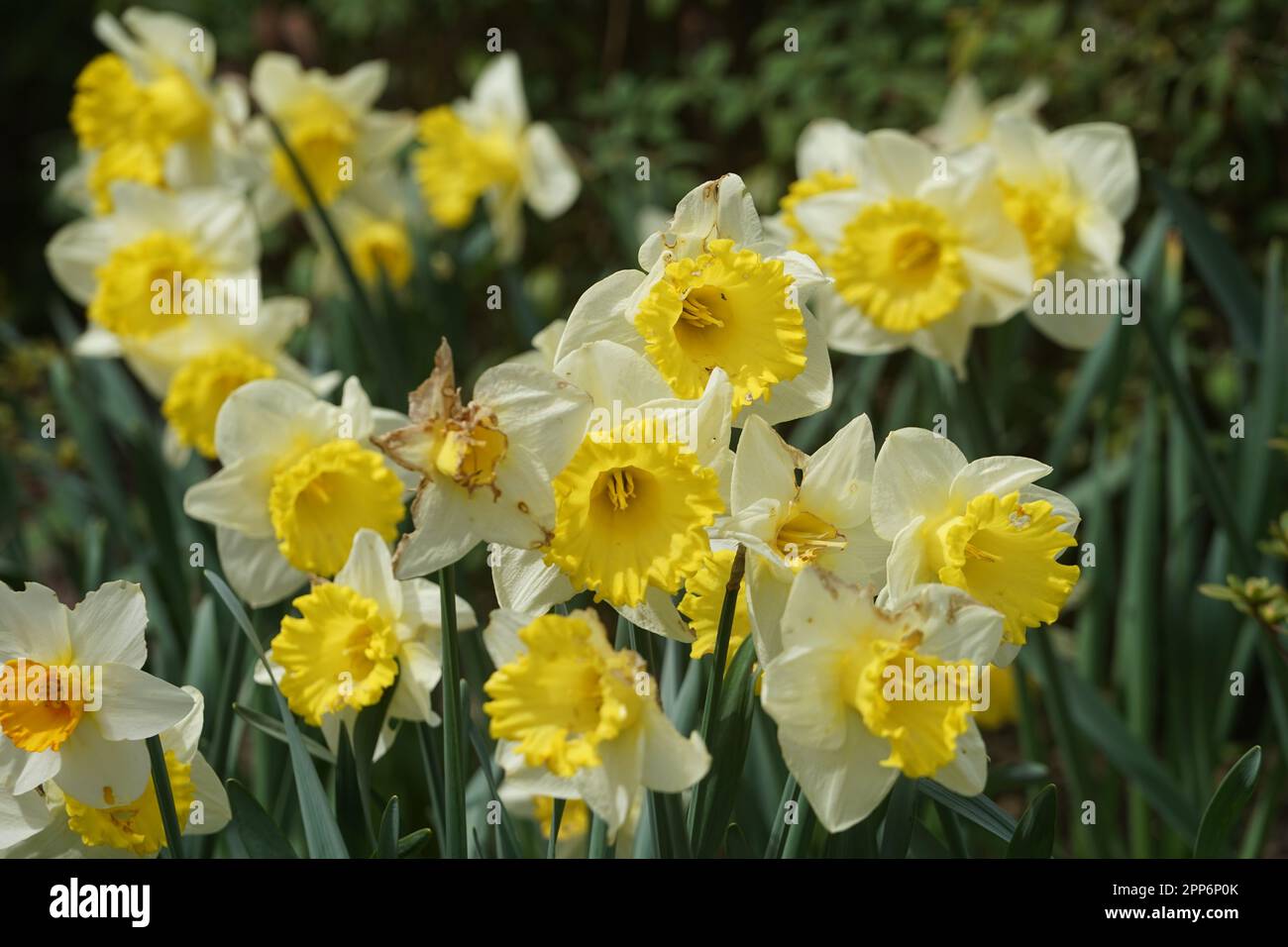 different varieties of daffodils Stock Photo - Alamy