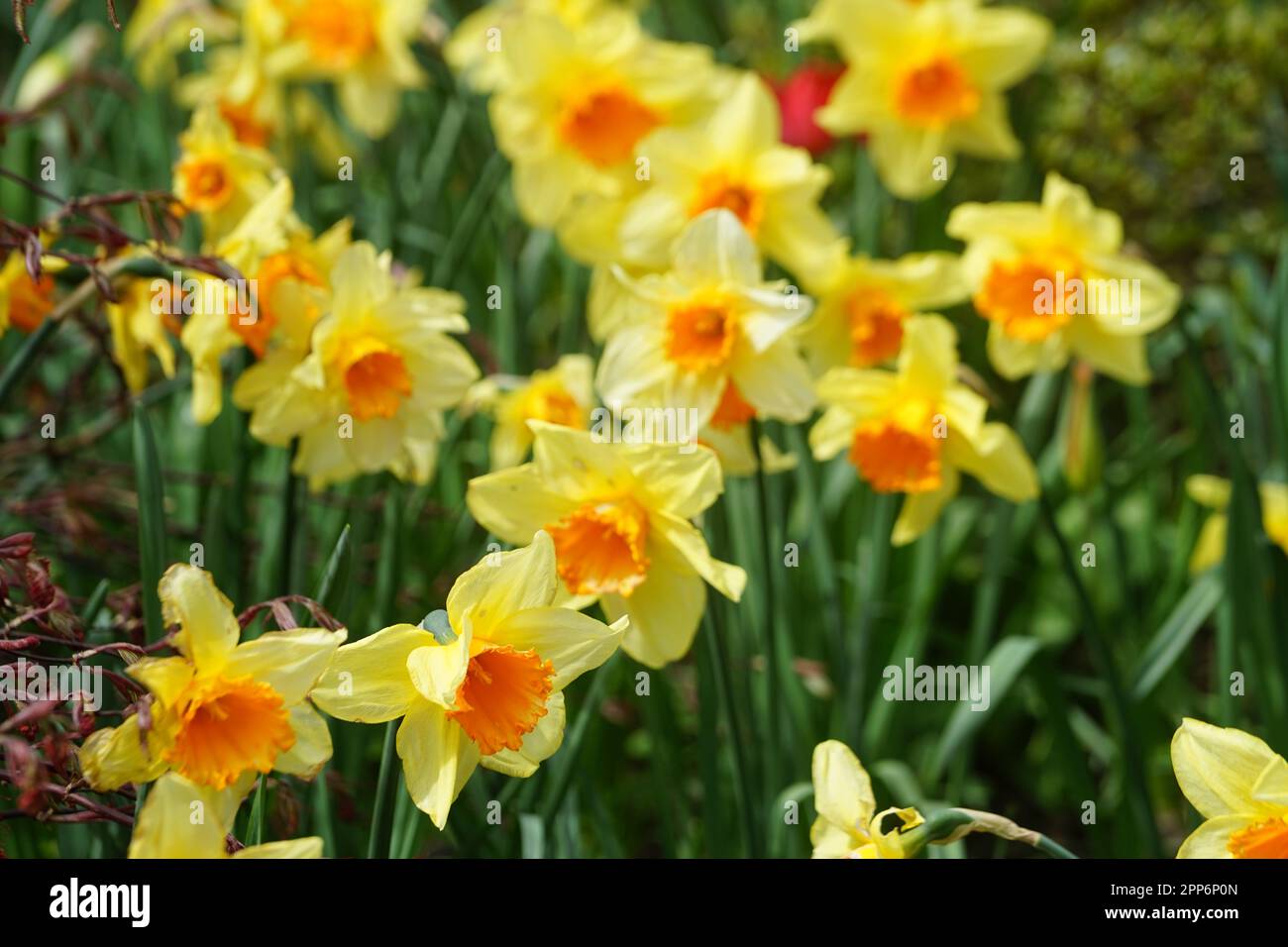 different varieties of daffodils Stock Photo - Alamy