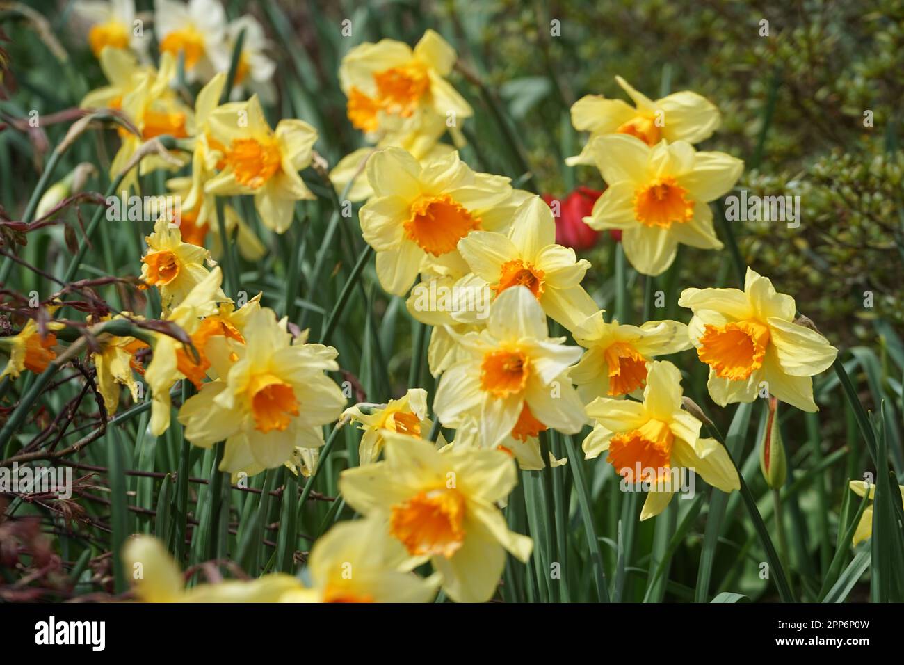 different varieties of daffodils Stock Photo - Alamy