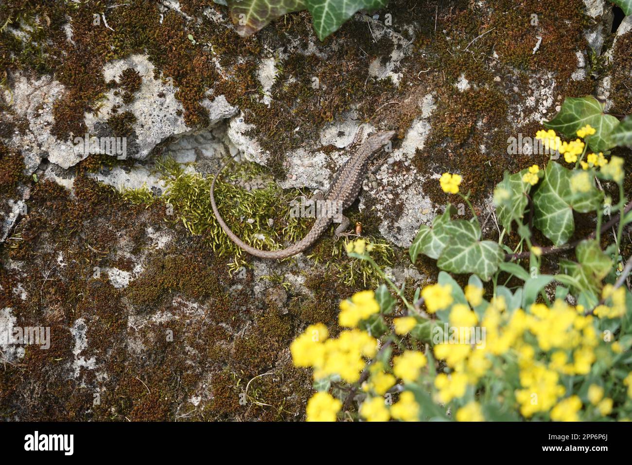 lizard on a wall,a lizard in spring sunbathes on a wall Stock Photo - Alamy