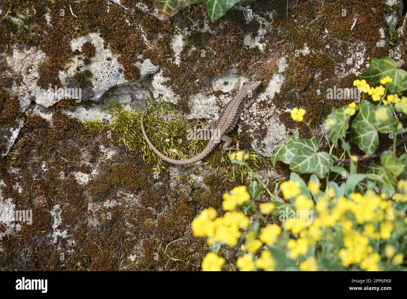 lizard on a wall,a lizard in spring sunbathes on a wall Stock Photo - Alamy