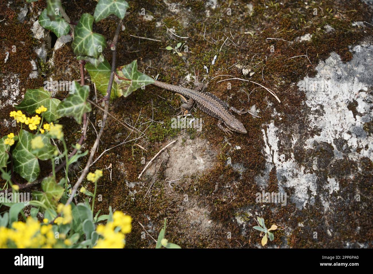 lizard on a wall,a lizard in spring sunbathes on a wall Stock Photo - Alamy
