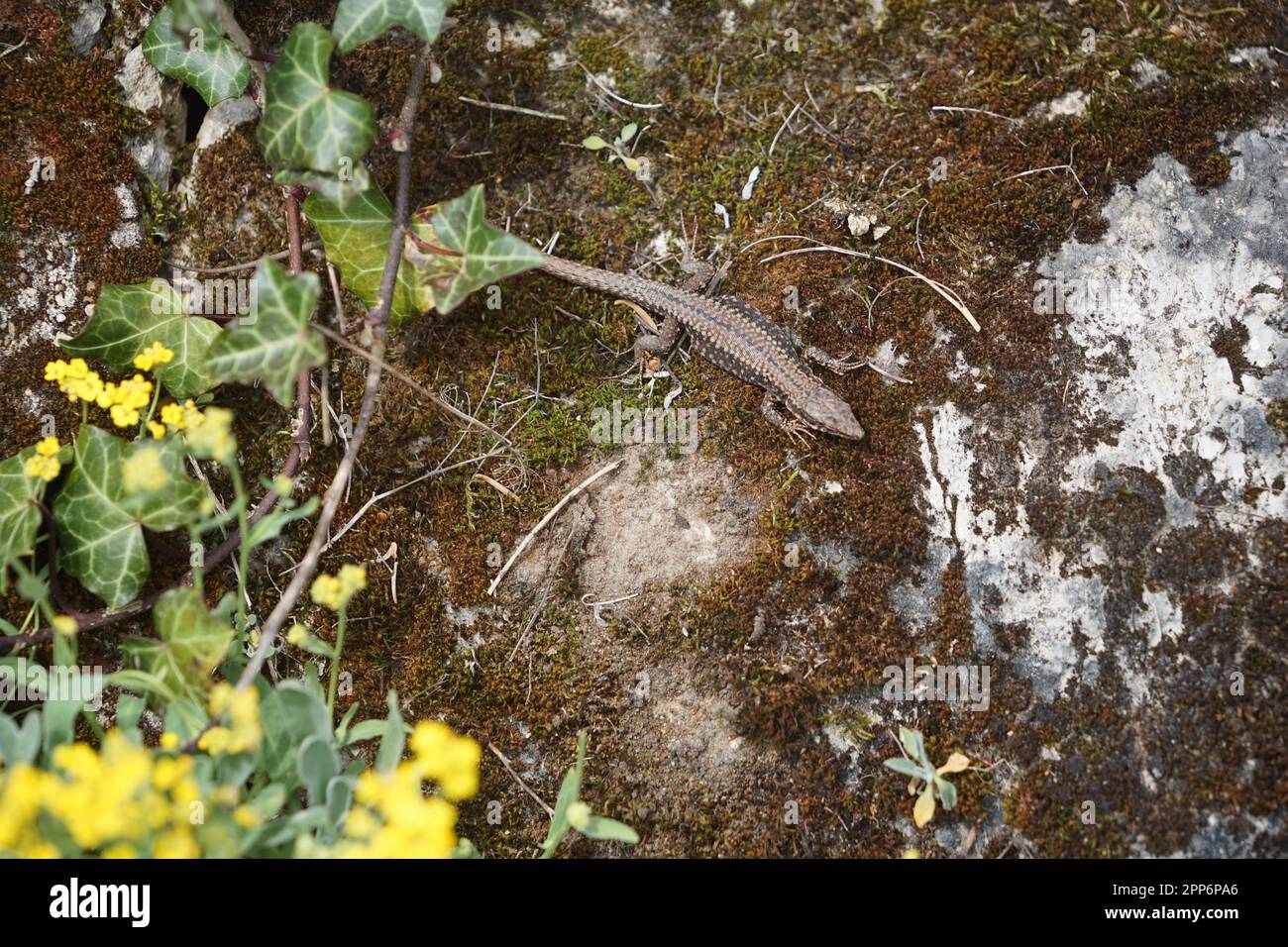 lizard on a wall,a lizard in spring sunbathes on a wall Stock Photo - Alamy