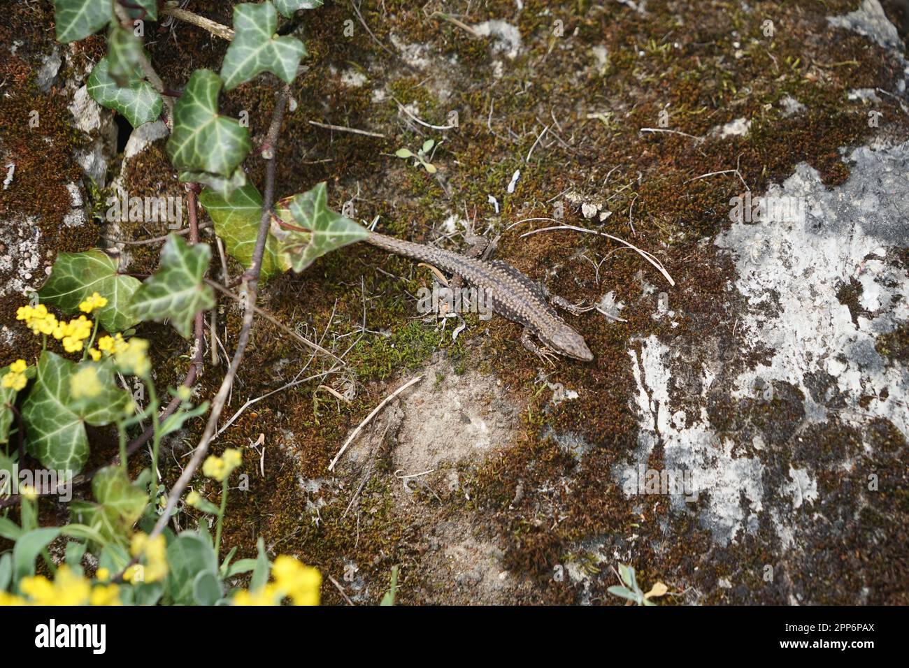 lizard on a wall,a lizard in spring sunbathes on a wall Stock Photo - Alamy
