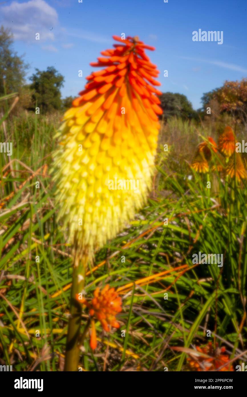 Pinhole Photography Flowers Series.New, Age-defying, digital age ...