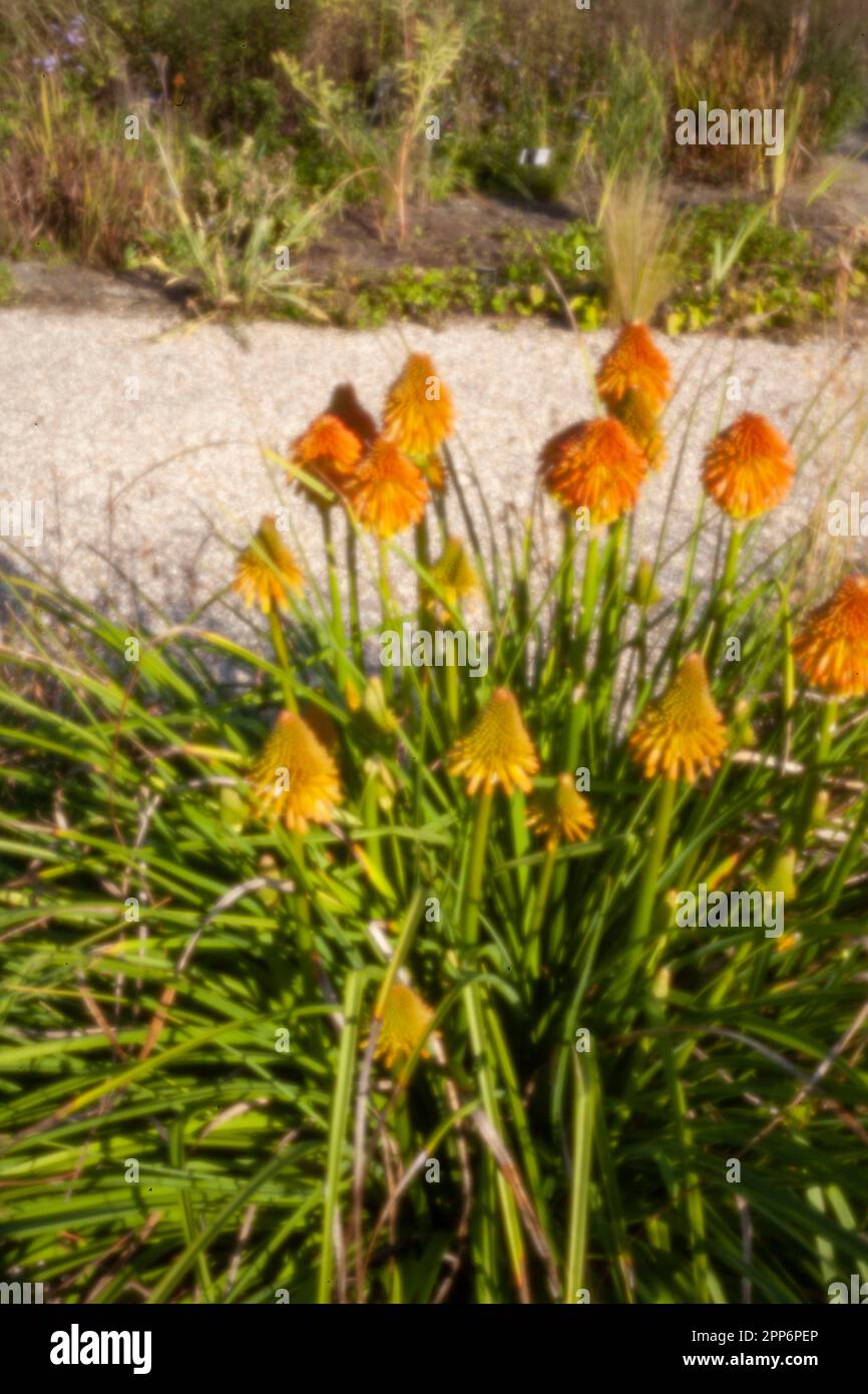 Pinhole Photography Flowers Series.New, Age-defying, digital age ...