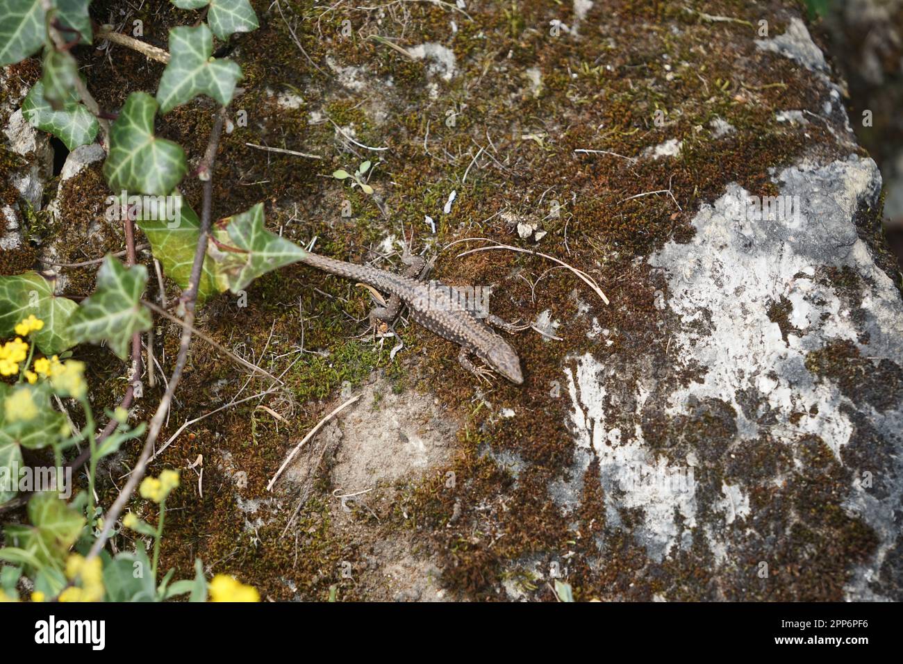 lizard on a wall,a lizard in spring sunbathes on a wall Stock Photo - Alamy