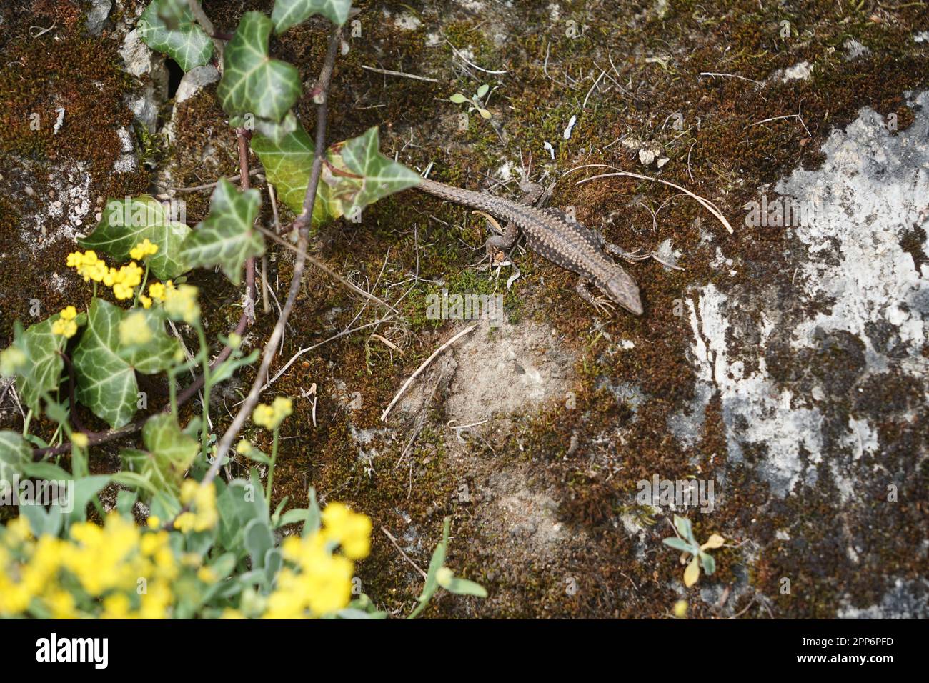 lizard on a wall,a lizard in spring sunbathes on a wall Stock Photo - Alamy