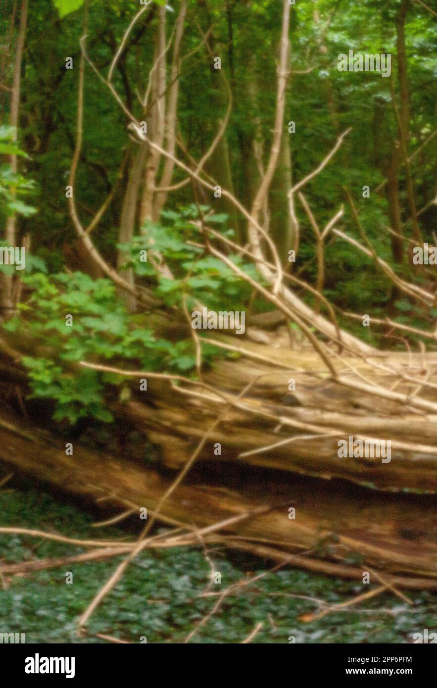 Pinhole Photography Woodland Series.New, Age-defying, digital age ...