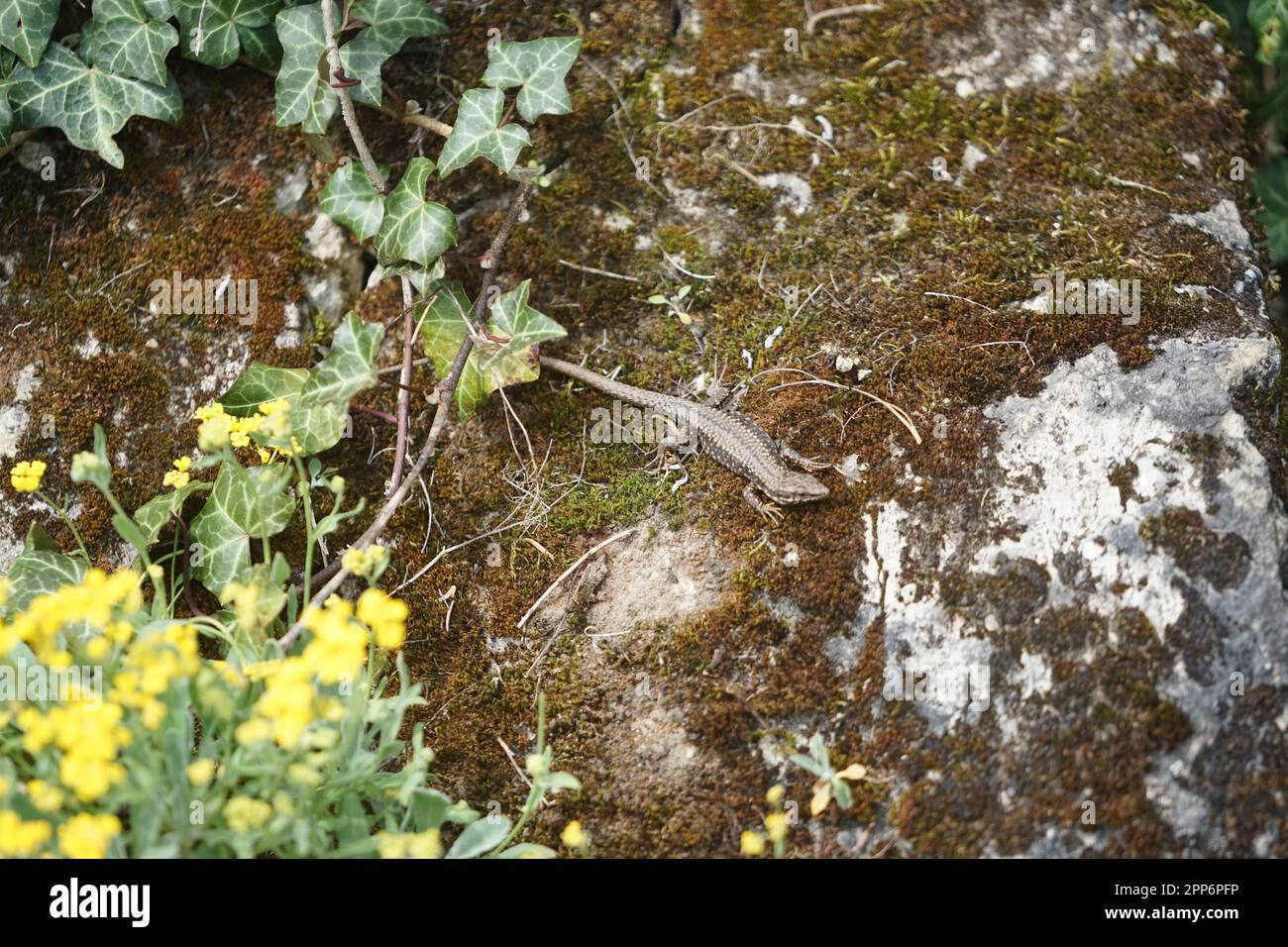 lizard on a wall,a lizard in spring sunbathes on a wall Stock Photo - Alamy