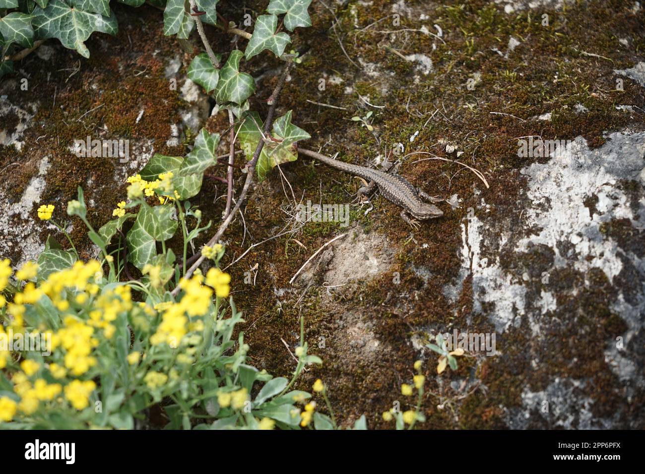lizard on a wall,a lizard in spring sunbathes on a wall Stock Photo - Alamy