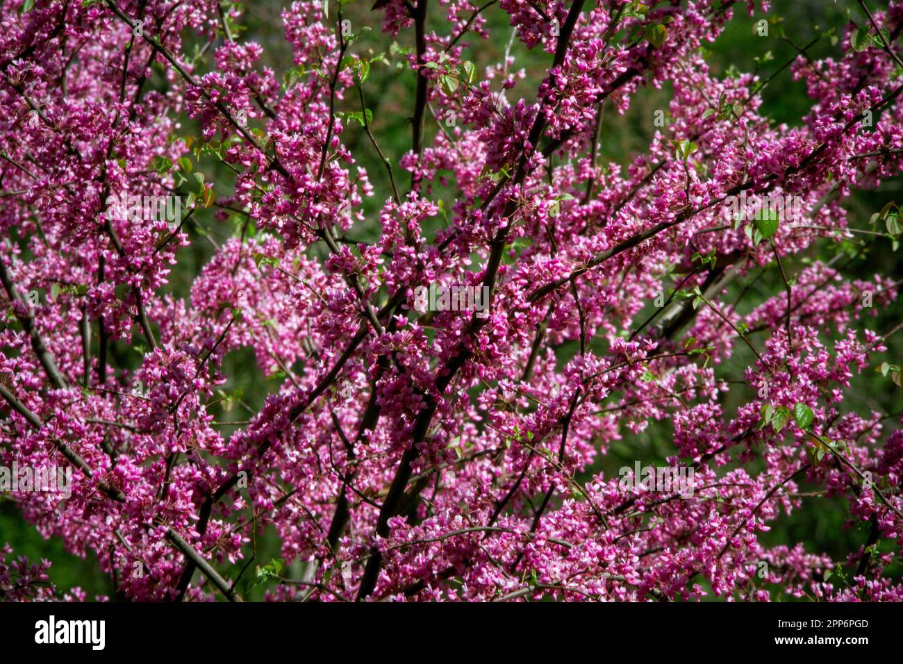 The blooming Eastern redbud with pink flowers on branches. Cercis ...