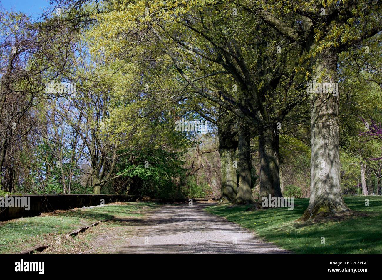 A footpath in the park surrounded by lush green trees. Pittsburgh ...