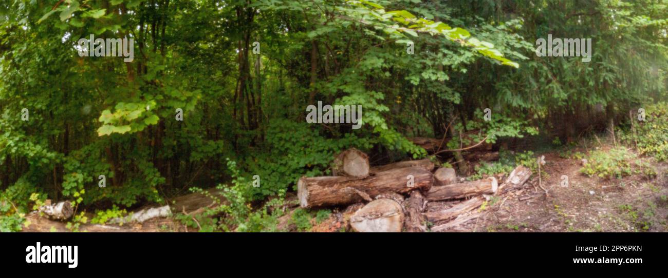 Pinhole Photography Woodland Series.New, Age-defying, digital age ...