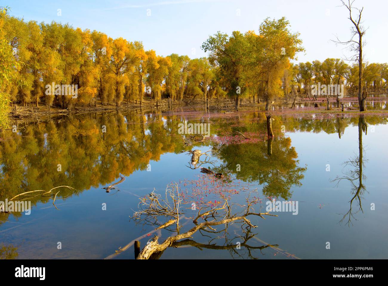 Golden Populus euphratica forest by the river Stock Photo - Alamy