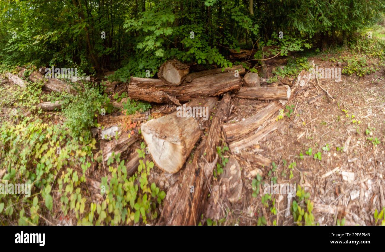 Pinhole Photography Woodland Series.New, Age-defying, digital age ...