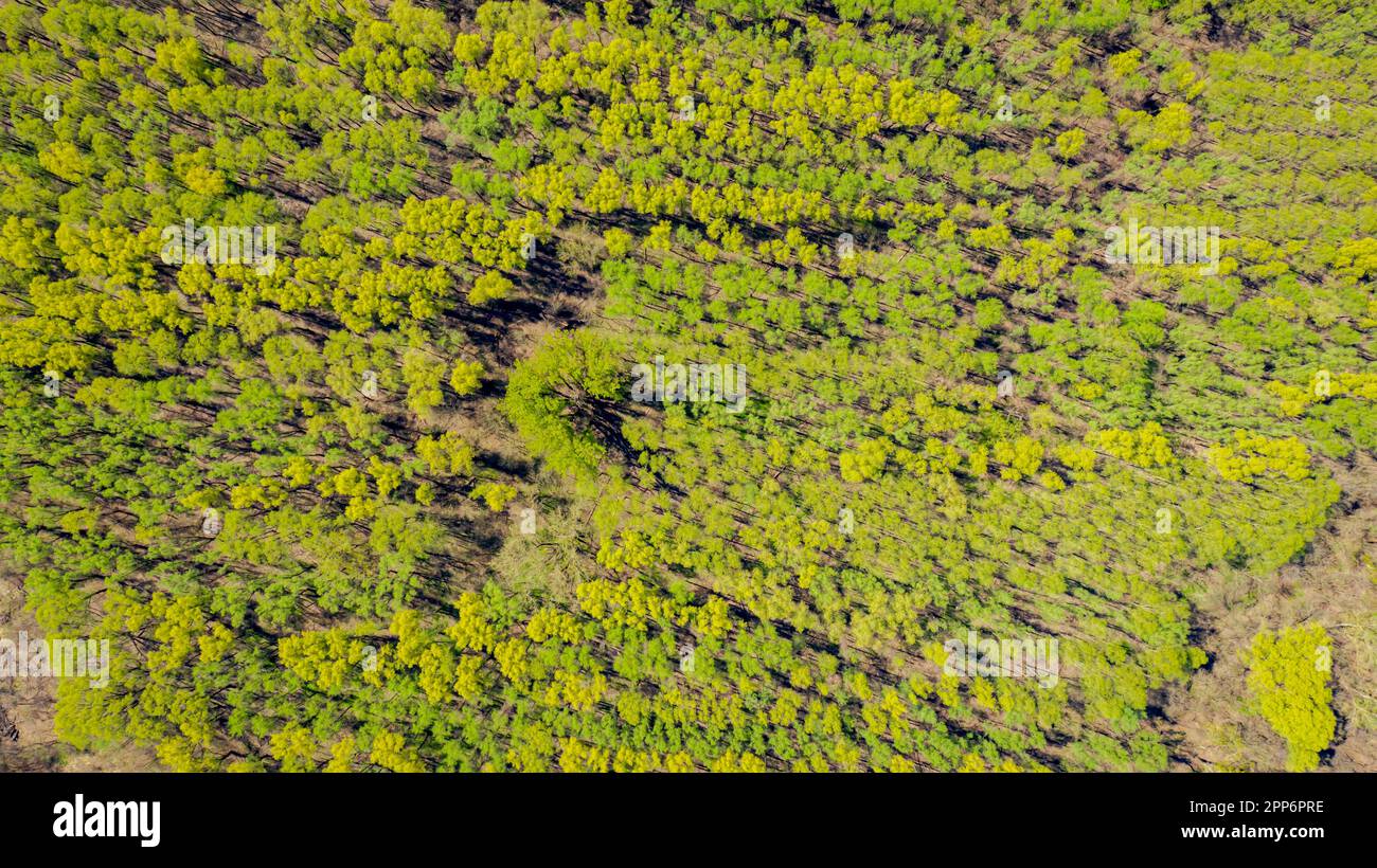 Above top view, green woodland, treetops of forest trees and landscape ...