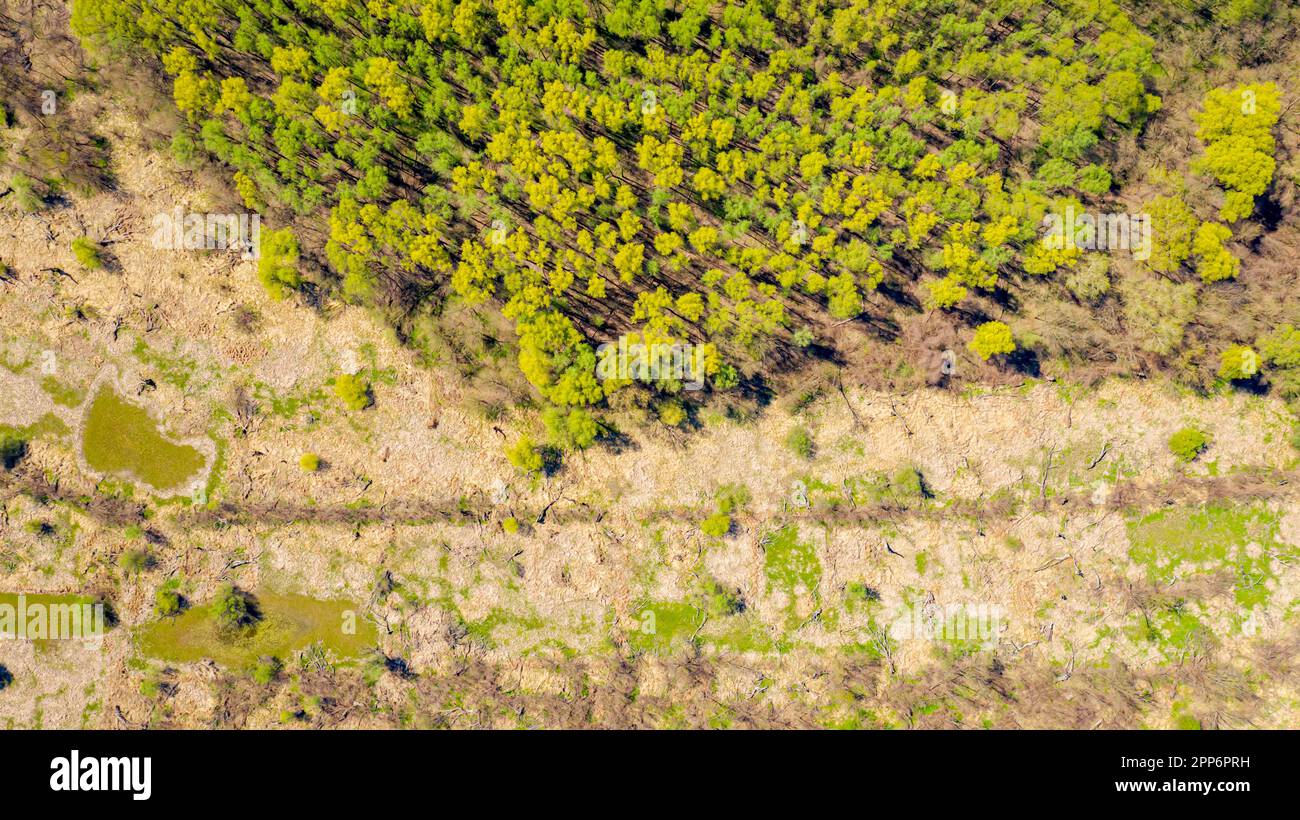 Woodland treetops hi-res stock photography and images - Alamy