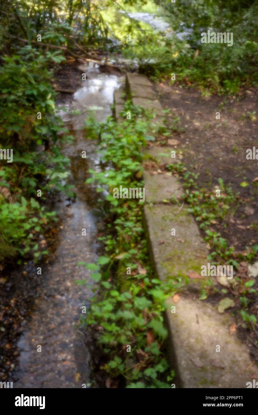 Pinhole Photography Woodland Series.New, Age-defying, lensless, stand ...