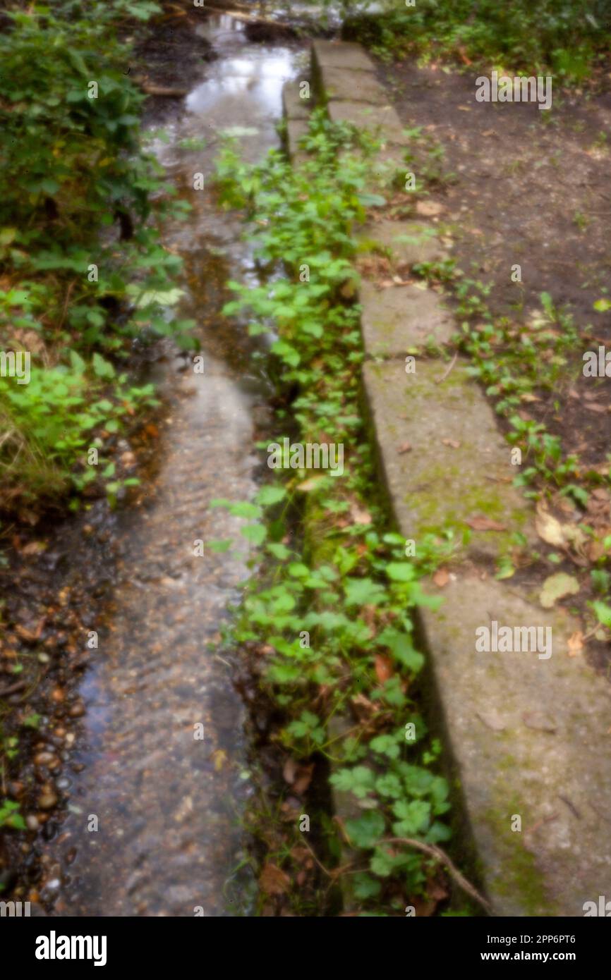 Pinhole Photography Woodland Series.New, Age-defying, lensless, stand ...