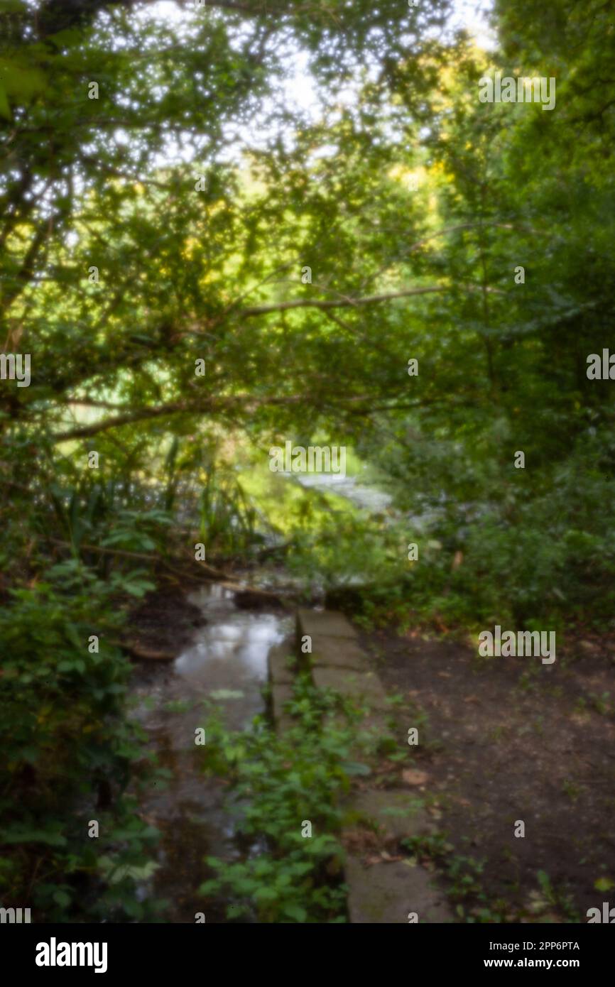 Pinhole Photography Woodland Series.New, Age-defying, lensless, stand ...