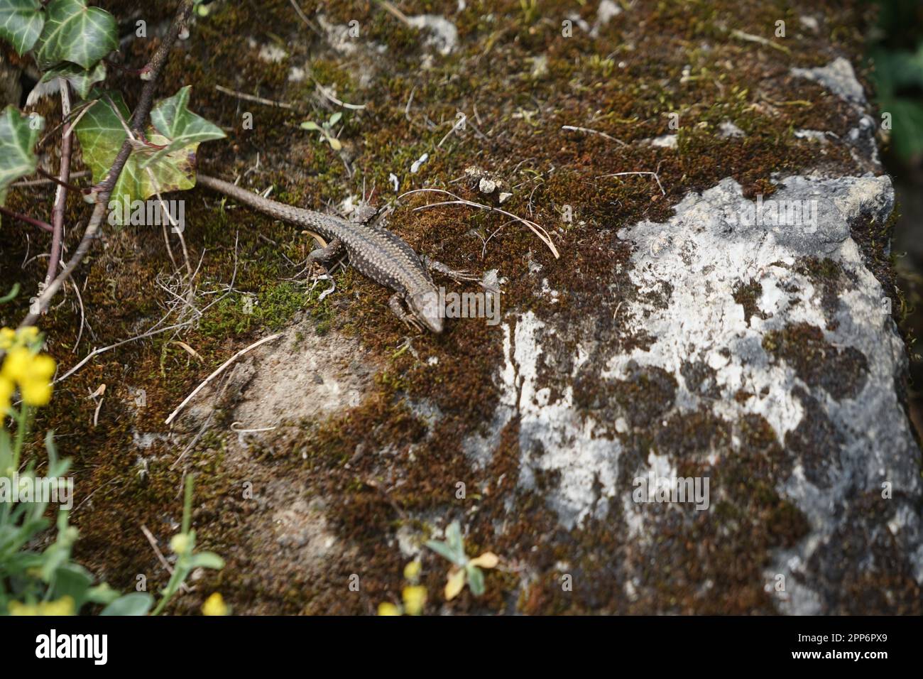 lizard on a wall,a lizard in spring sunbathes on a wall Stock Photo - Alamy