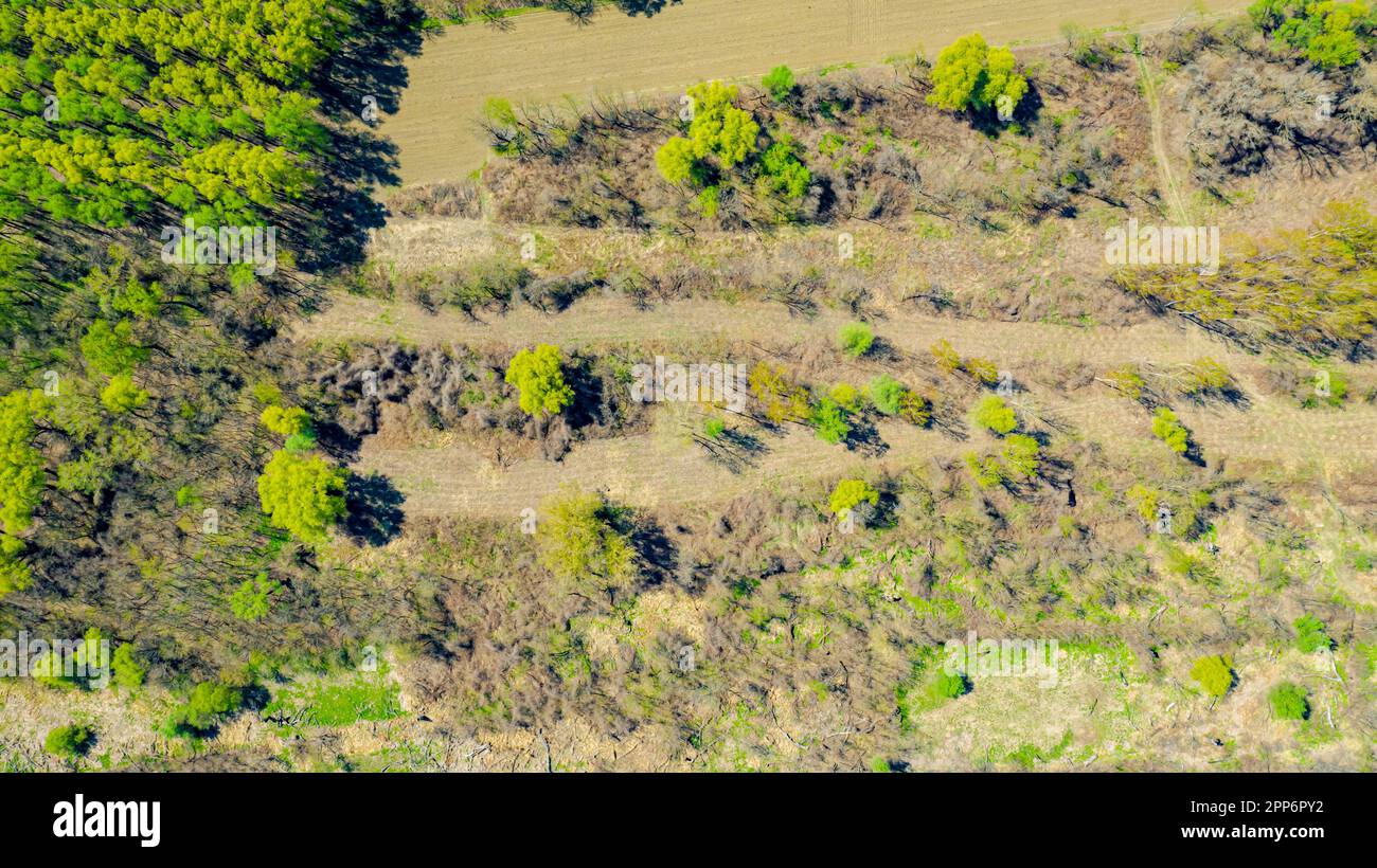 Above top view, green woodland, treetops of forest trees and landscape ...