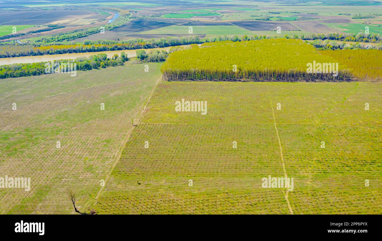 Above view, green vegetation over young woodland, small treetops ...