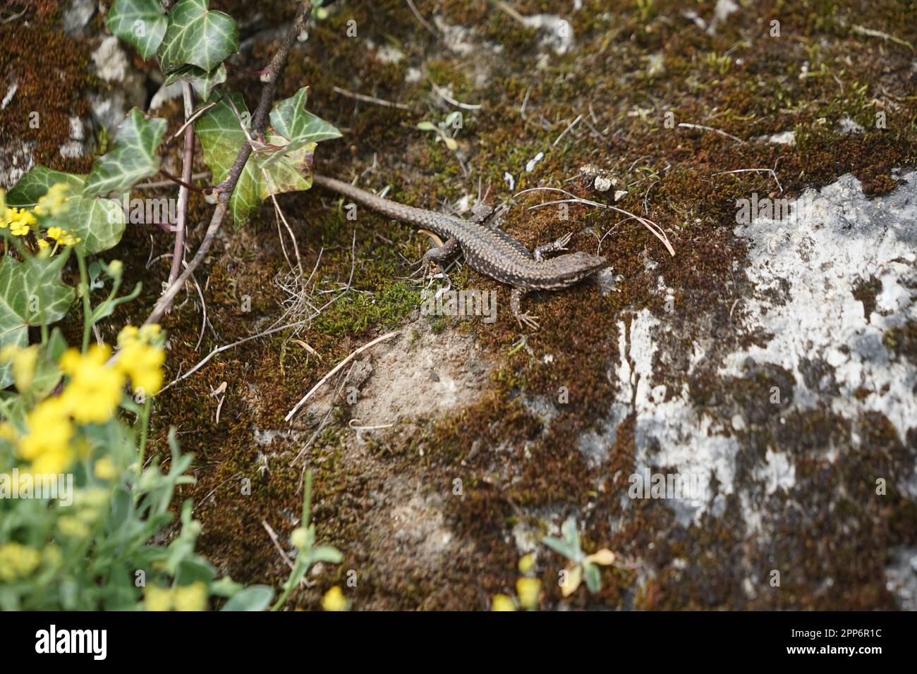 lizard on a wall,a lizard in spring sunbathes on a wall Stock Photo - Alamy